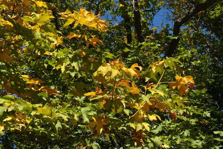 Future Plants by Randy Stewart: MAPLES - The Native Ones