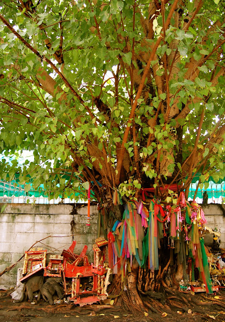 I am a free spirit and Lover of INDIA: Tree worship