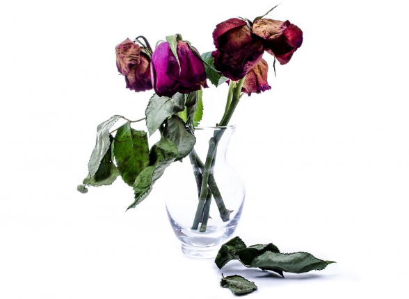 Konsep 27 Gambar Bunga Layu Animasi - Riset