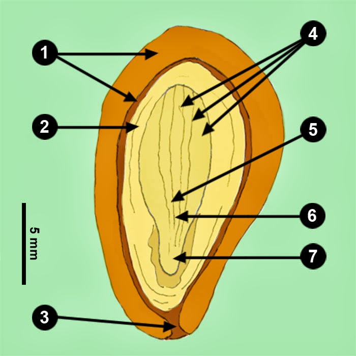 Tarım Siteniz: Tohum ıslatma,katlama ve diğer işlemler