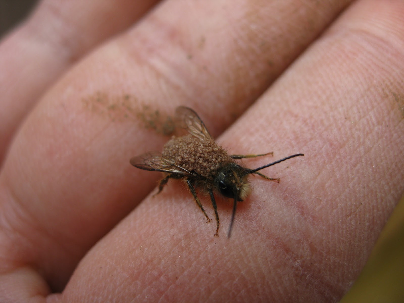 Capital Naturalist by Alonso Abugattas: 2019