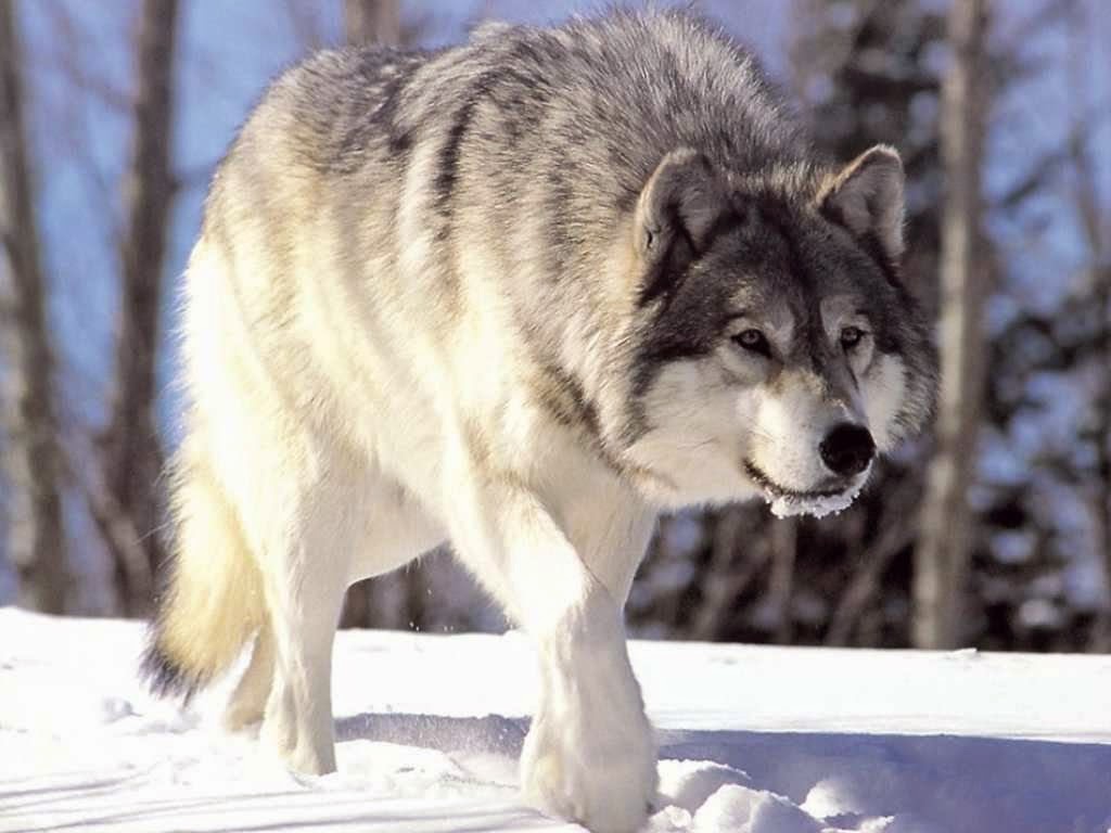 CIÊNCIAS BIOLÓGICAS UFAL 2014: Mundo Animal - Lobo