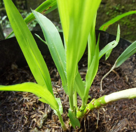 Cara Menanam Rumput Odot Di Polybag Sebagai Pakan Ternak | Lintas News