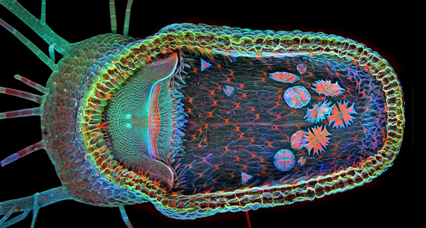 The deceptive world of the bladderwort