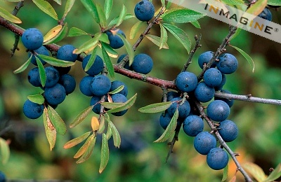 ОРАО КРСТАШ: ТРЊИНА (Prunus spinosa L. - Rosaceae)