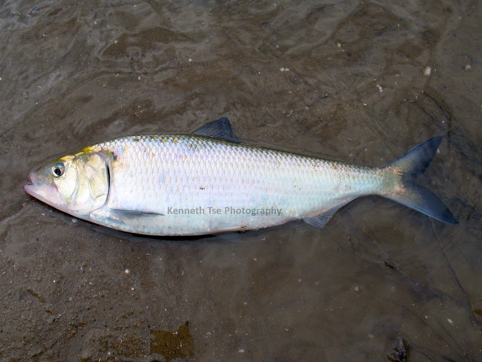 MuskieBait Adventures: Lifelist