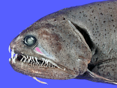 Real Monstrosities: Deep Sea Dragonfish