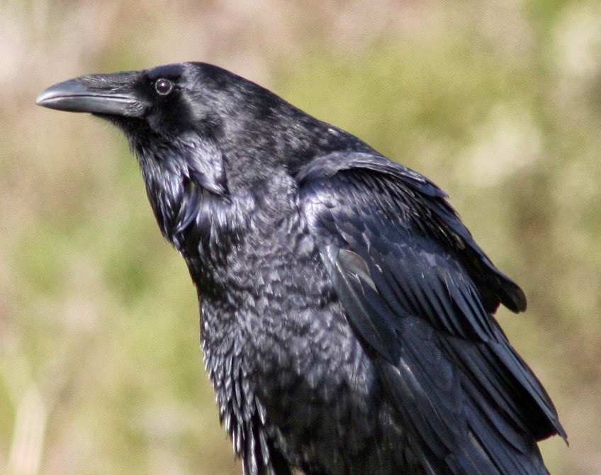 Animal Facts, News, and Info: What's the Difference Between a Raven and ...