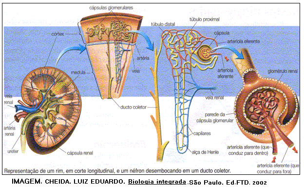 Formación de la orina por los riñones I: Filtración glomerular.