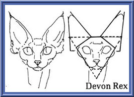 Lindhaven's Devon Rex: Standard