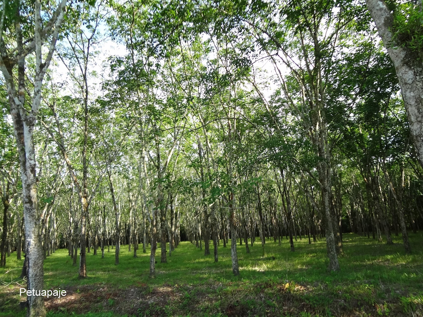 Petuapaje.blogspot.com: Kawinkan Pokok Getah Dan Toreh