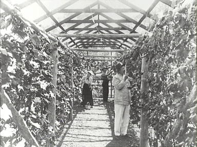 Springwood Historians: Early Residents - The Wiggins Family