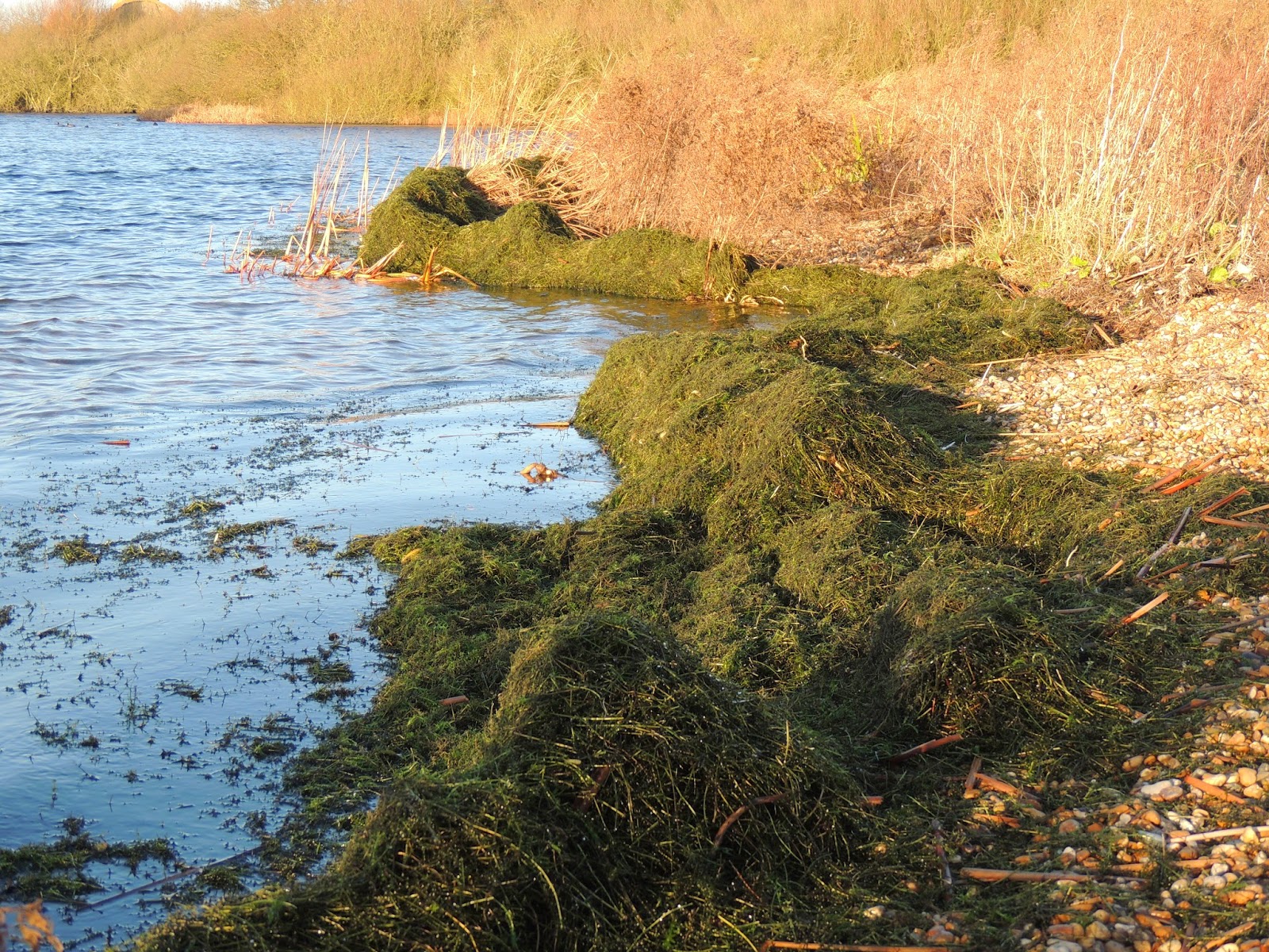 Plovers Blog: Canadian Waterweed