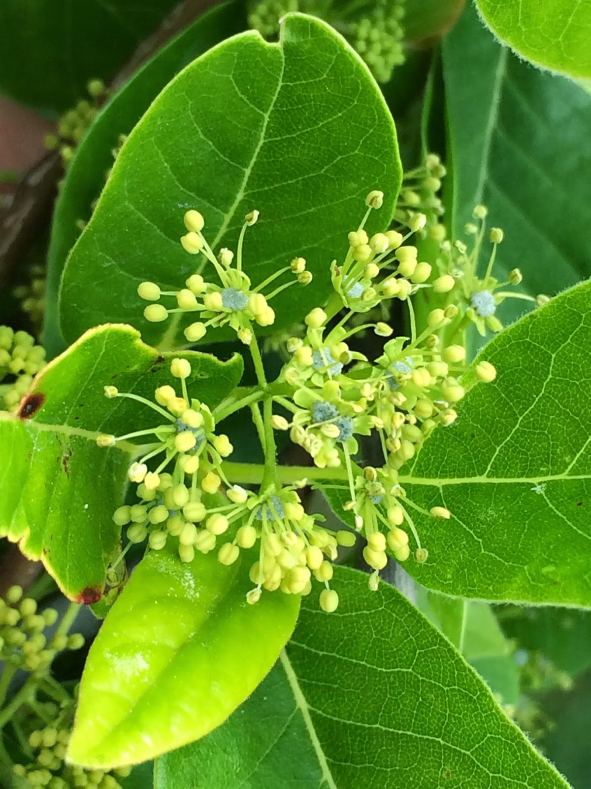 Trees of Santa Cruz County: Nyssa sylvatica - Tupelo tree