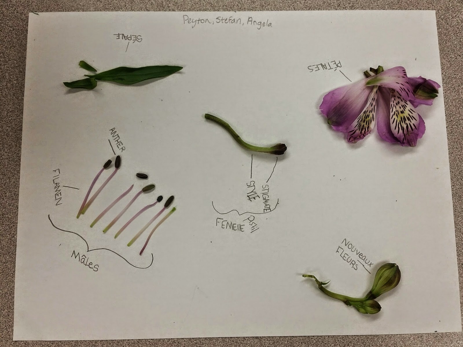 Mme Green's Classroom: Dissection des fleurs