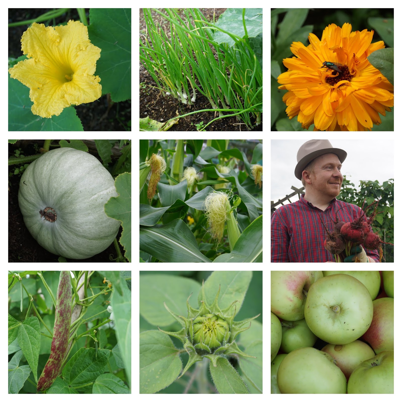 A Stubborn Optimist ~ An Ecotherapy blog: Allotment harvest!