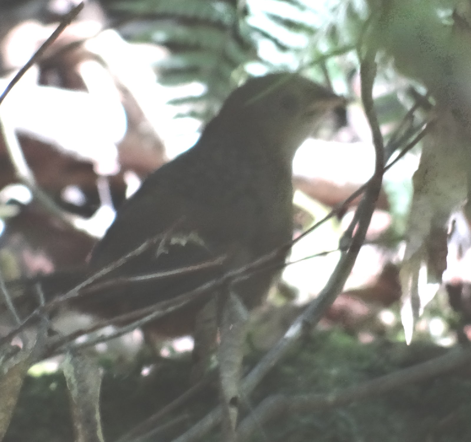sunshinecoastbirds: Multiple Rufous Scrub-bird sightings and other ...