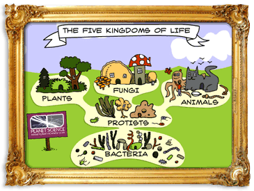 SCIENCE: FIVE KINGDOMS