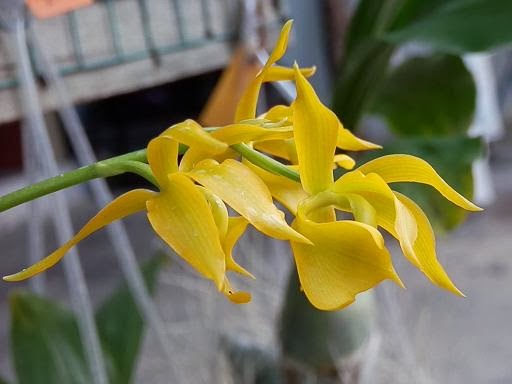 catasetum-ian: Mormodes badia "Yellow Strain"