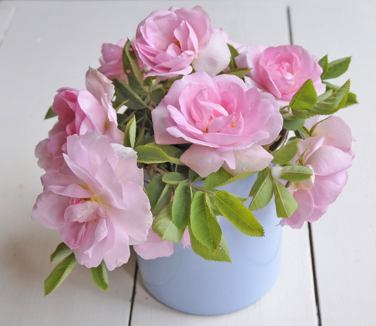 Helen Philipps: Rosy Days