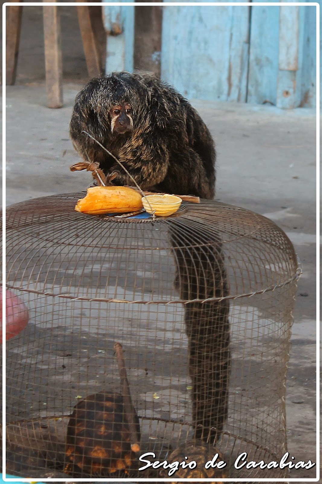 Aprendiz de biólogo y de artista: El Mercado de Belén en Iquitos: la ...
