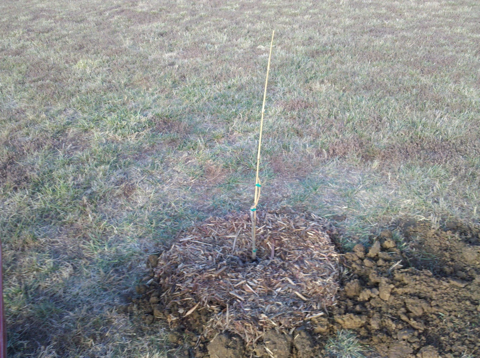 The Harried Homemaker Preps: The Birth of our Survival Orchard ...