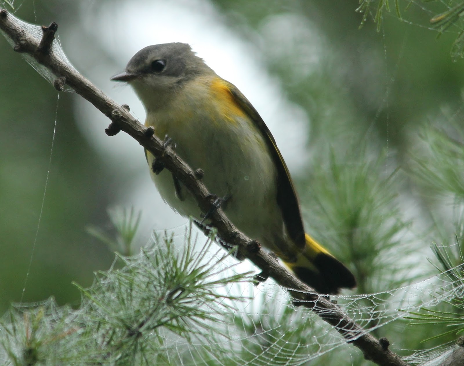 Here and There: Day 226 - 13th August 2016 - American Redstart, Yellow ...