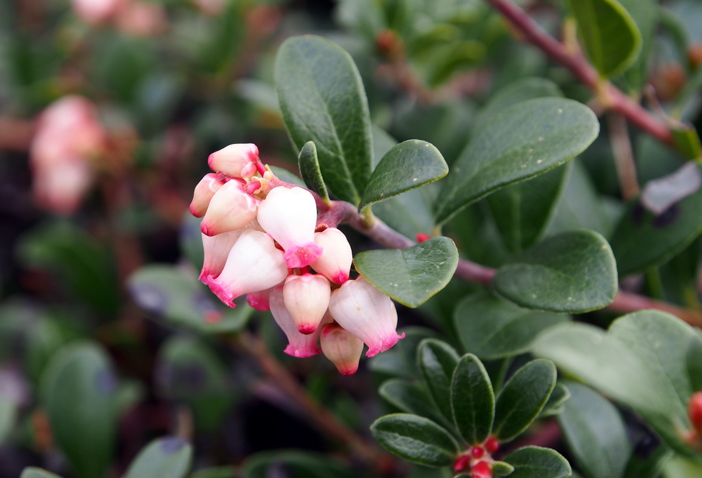 Clark's Oregon Wildflower Blog: Kinnikinnick