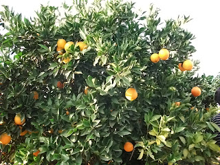 FRUTAS SANSUMA: Nuestros naranjos más antiguos
