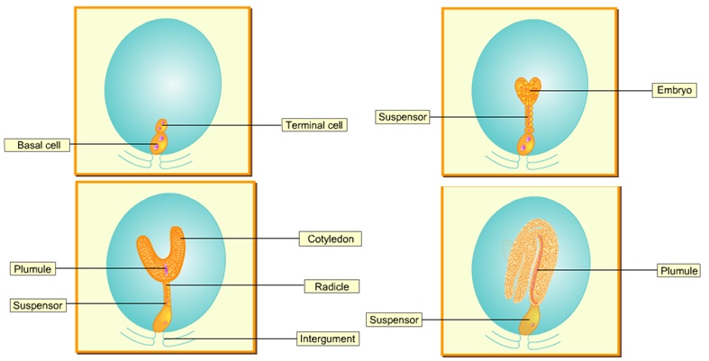 BIOLOGY FORM 6: SEED DEVELOPMENT AND GERMINATION