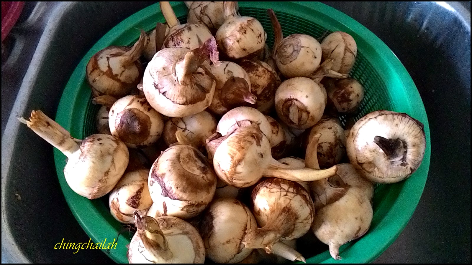 Simple Living In Nancy: Chinese Arrowhead Shoots Growing In My Garden.