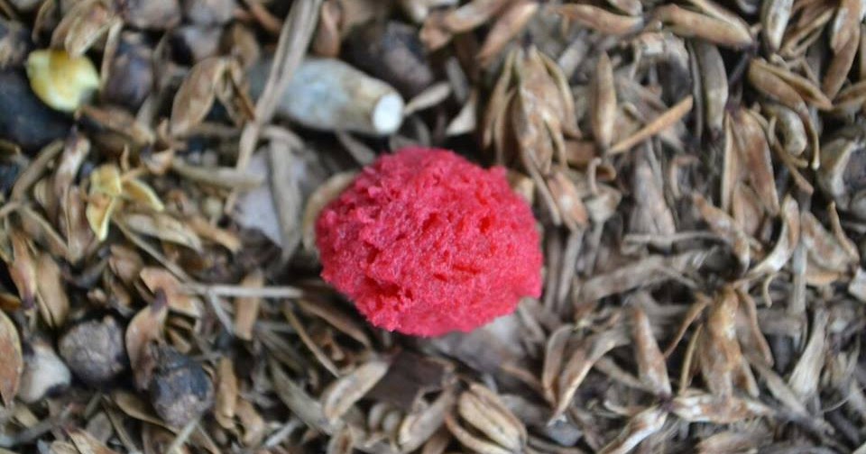 Eugenia patrisii - Ubaia-rubi-da-amazônia