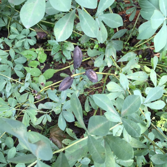 Indigo Colonial America