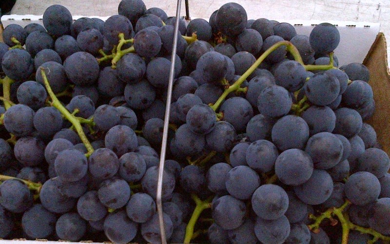 The Produce Savant: What the heck is that? Concord grapes