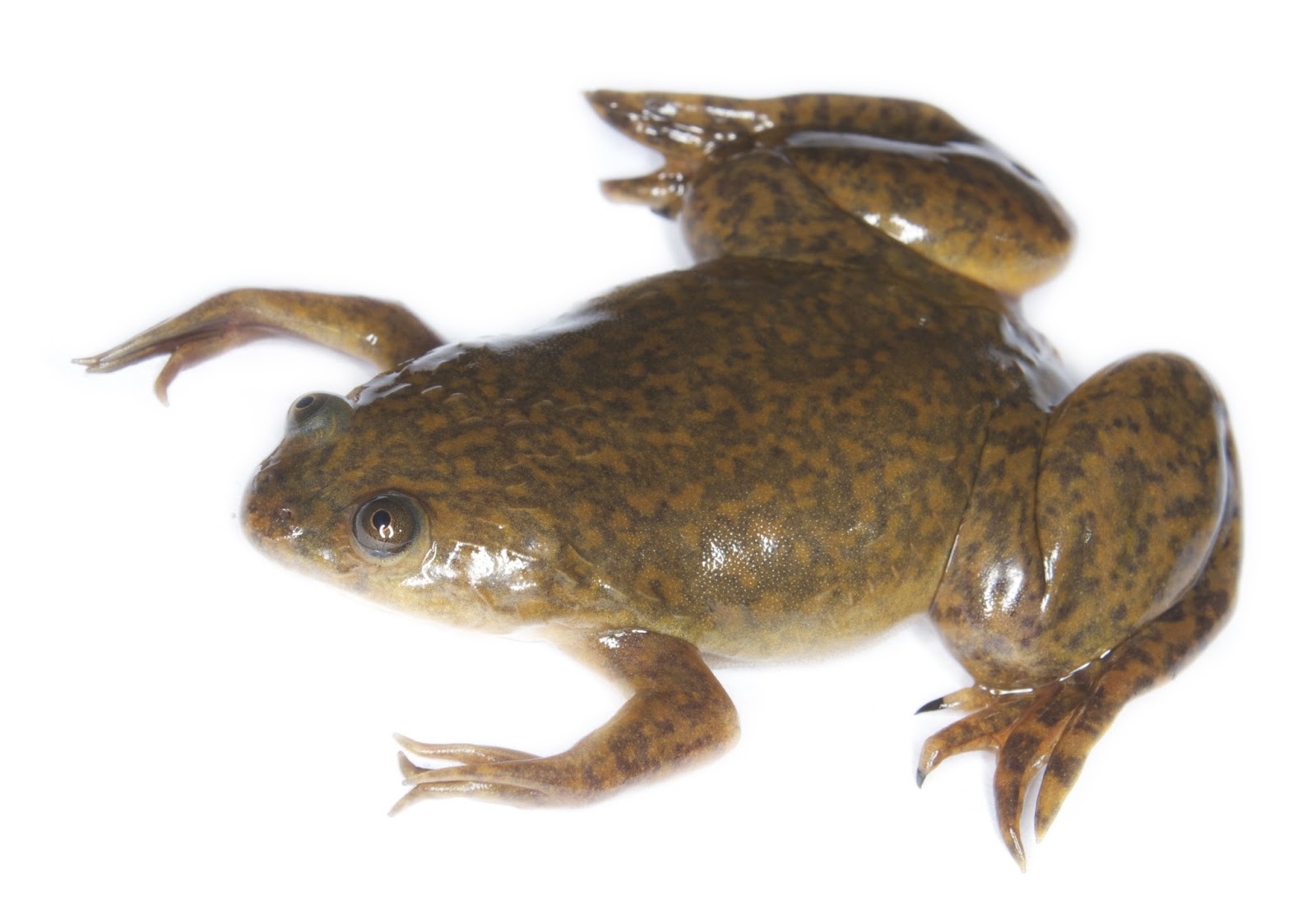 eScienceCommons: Leaping molecules! How a frog evolved violet vision