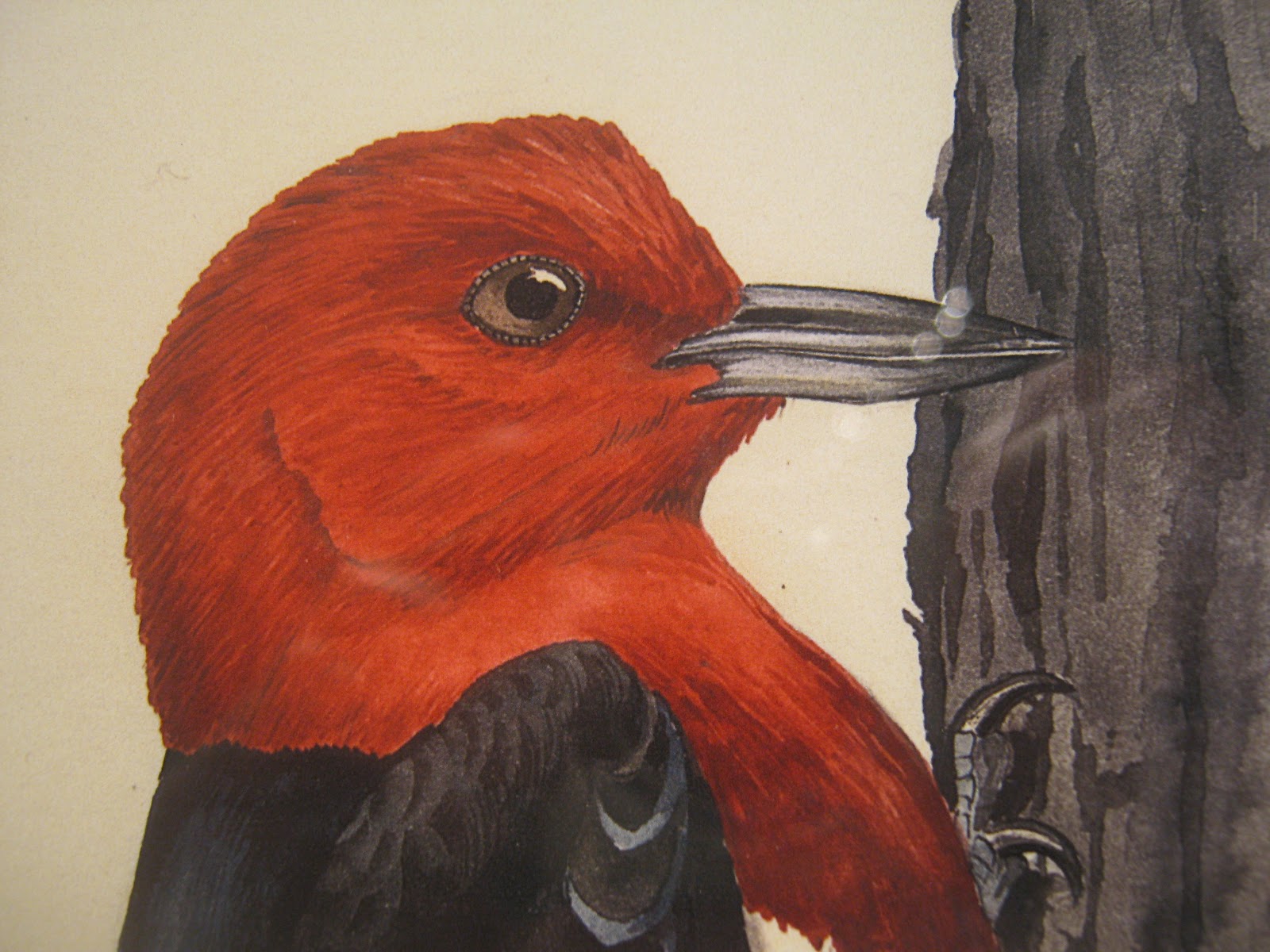 AvesInArt: Rex Brasher, Connecticut's 20th Century Bird Artist