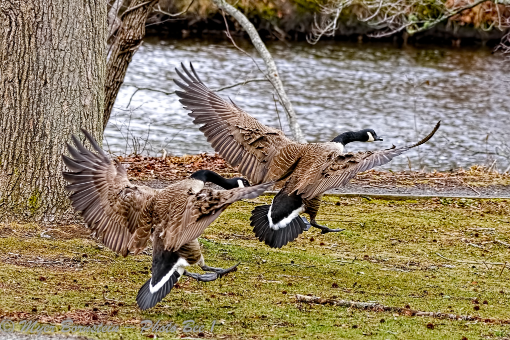 Canada goose, chasing another Canada goose into flight