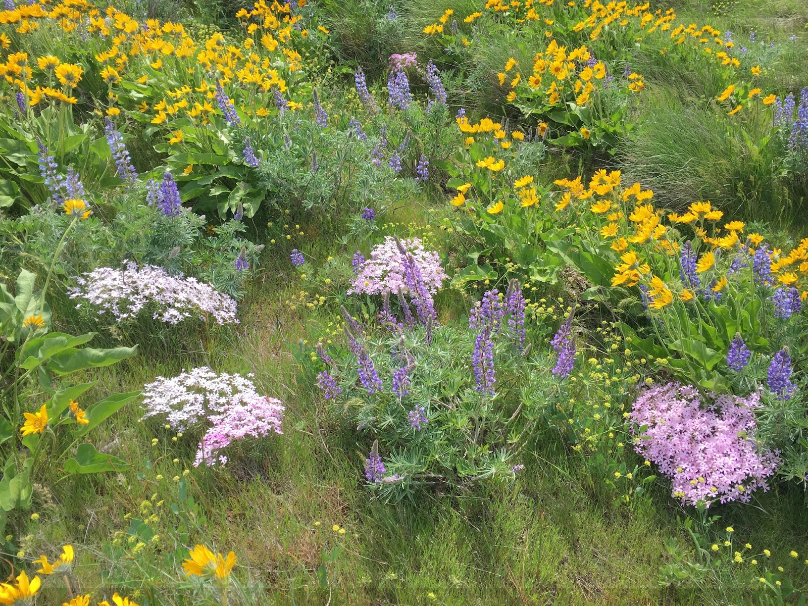 Linda Cochran's Garden: Native Plants