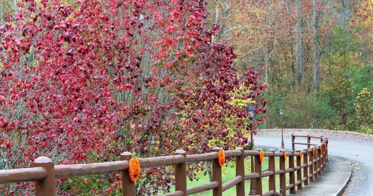 a sunny side of southern: FALL IN TENNESSEE