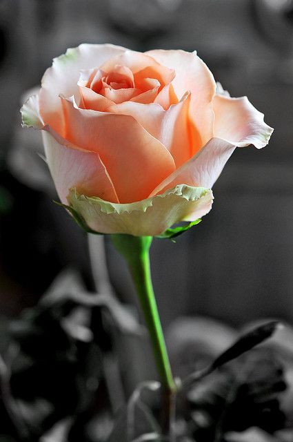 flores con frases y mas: ROSAS COLOR DURAZNO