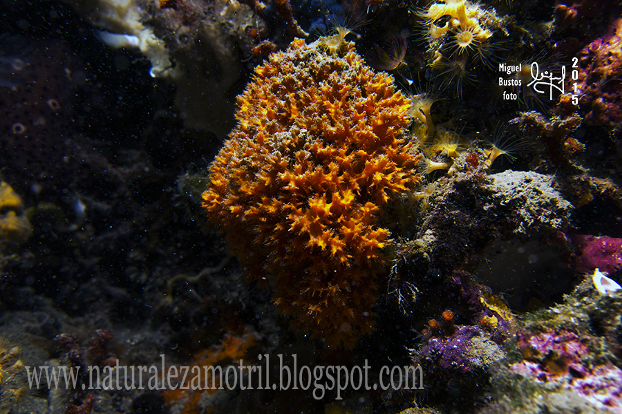 Naturaleza y Fotografía en Motril: Acanthella acuta