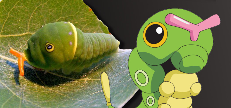 Pokémons na Vida Real - Caterpie | QN