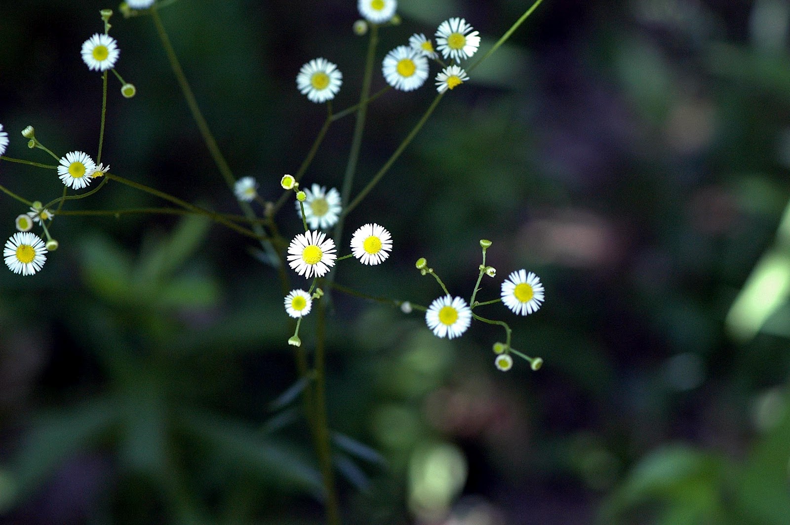 Field Biology in Southeastern Ohio: Fleabanes