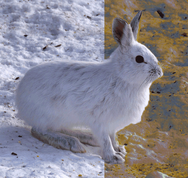 Help the Snowshoe Hares | HotWhopper