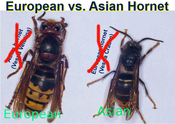 Japanese Hornet Vs European Hornet