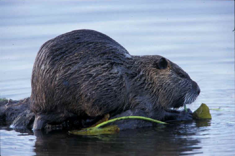 The Beauty Of The Nutria