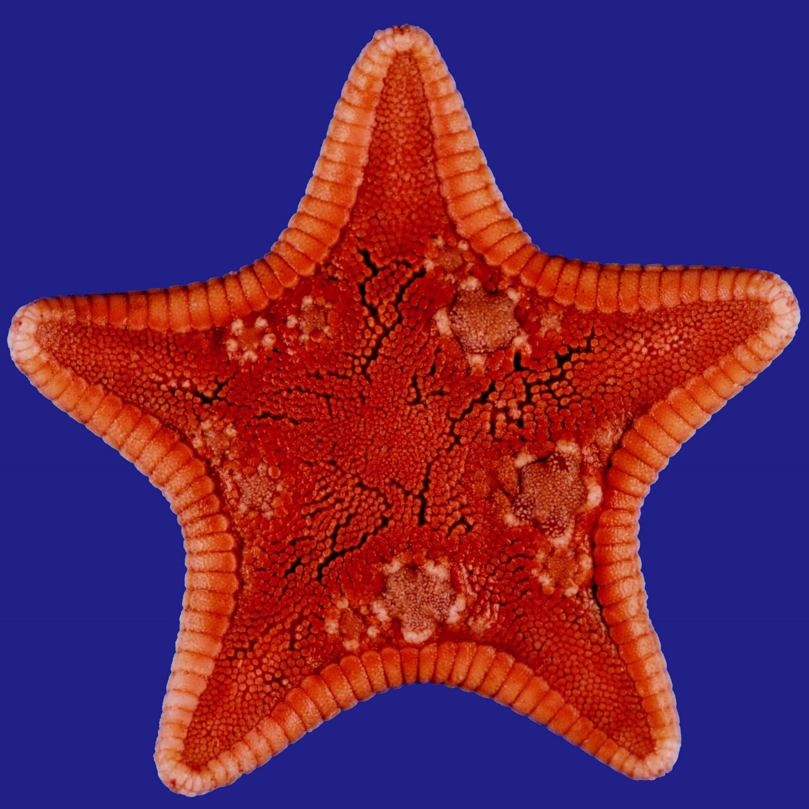 The Echinoblog: Starfish with Babies! Brooding Behavior ...