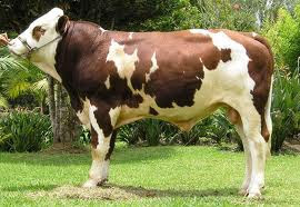 GANADO SIMMENTAL: INTRODUCCION