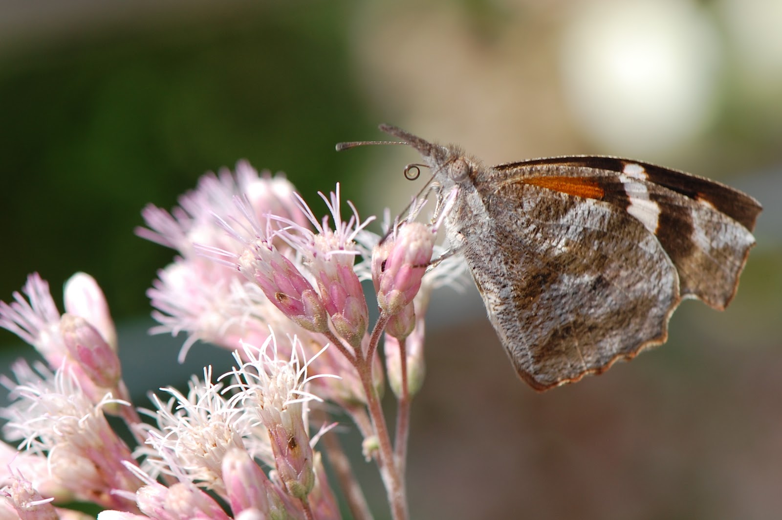 Urban Wildlife Guide: The American Snout Butterfly