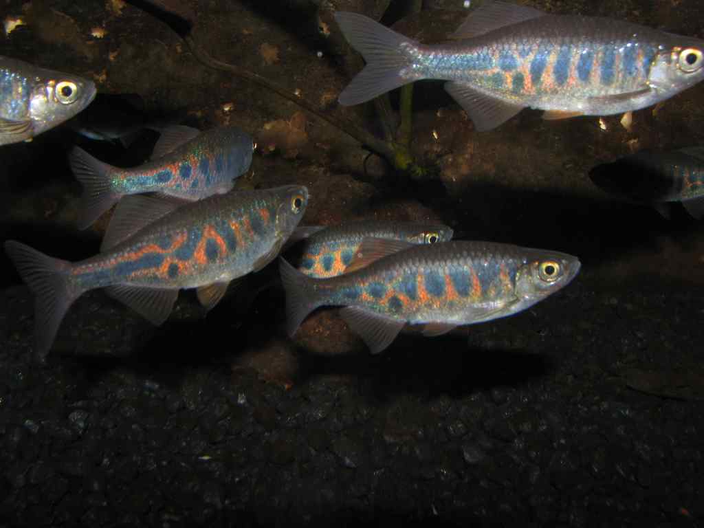 Barred danio/ Pathirana salaya (Danio pathirana) | FRESHWATER FISHES OF ...